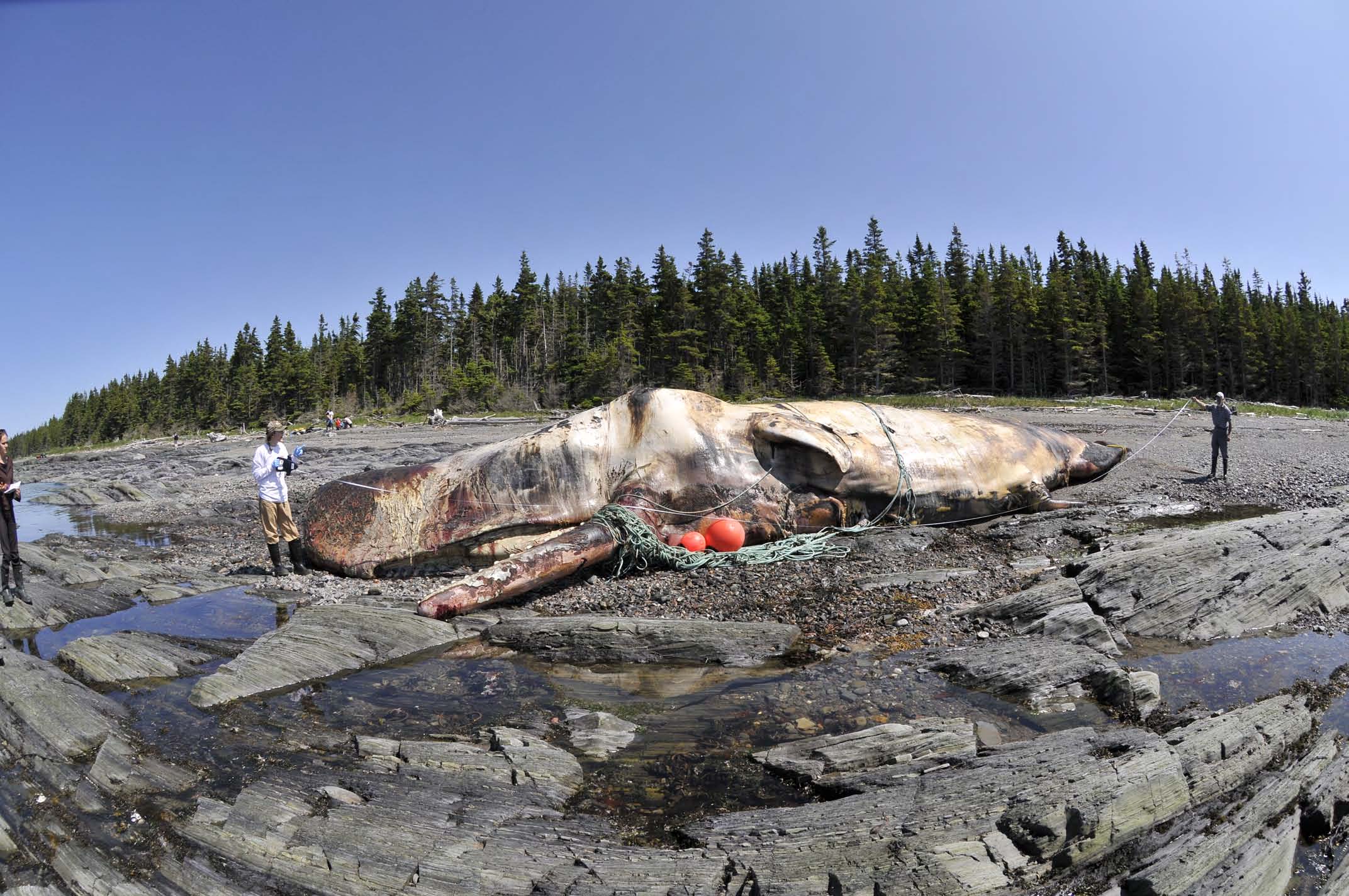 La pêche fantôme, une tragédie invisible | Blogue | Espace pour la vie