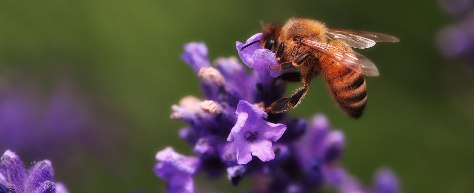 Discovering bees at the Insectarium | Blog | Space for life