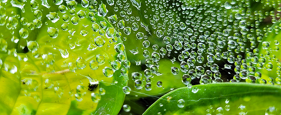 Valoriser l’ordinaire : des bibittes, des mauvaises herbes et des ...