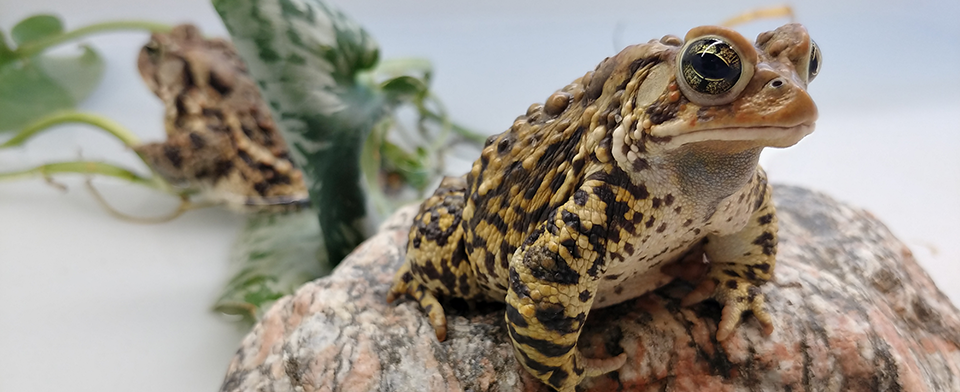 The American toad: a beauty that lives in Québec | Blog | Space for life