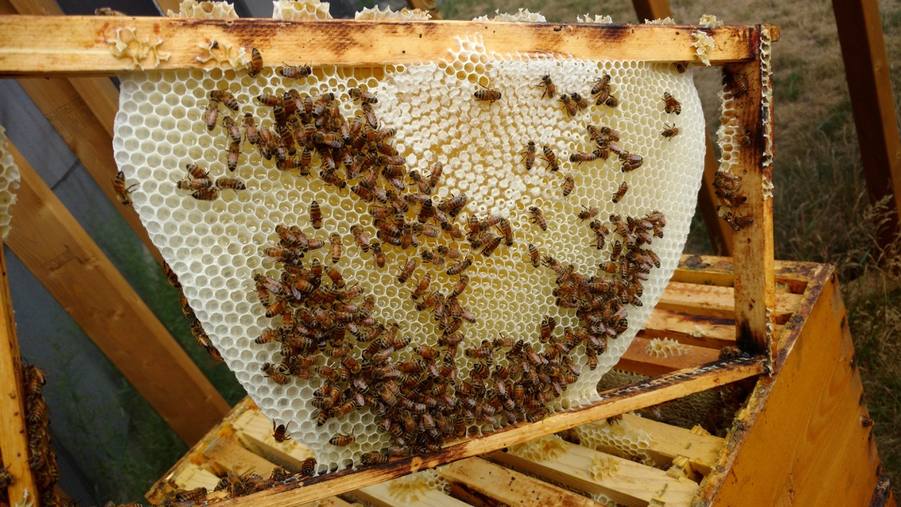 A great summer for the Insectarium bees! | Blog | Space for life