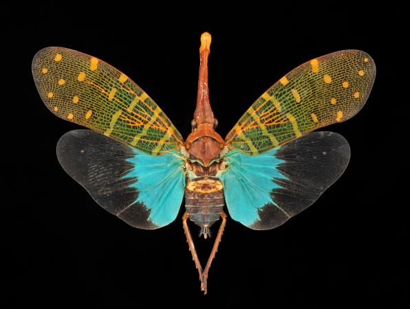 Pyrops intricata – Indonesia (Kalimantan) | Blog | Space for life