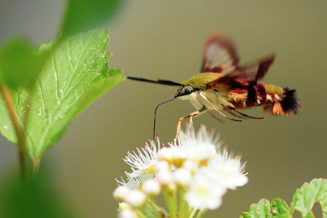A butterfly, the hummingbird clearwing (Hemaris thysbe) collects nectar ...