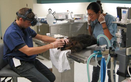 Les vétérinaires s'occupent de la femelle castor | Blogue | Espace pour ...