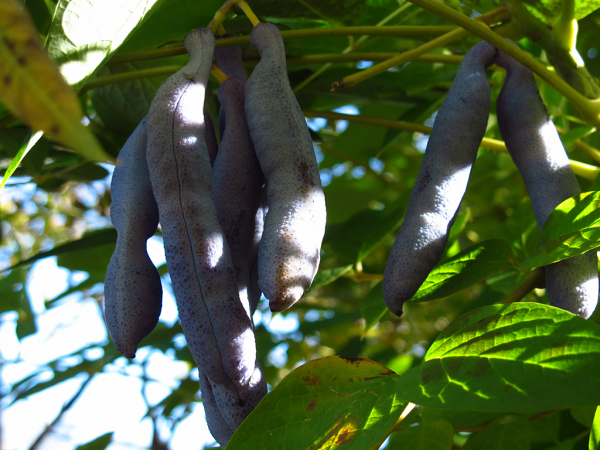 Les fruits du Decaisnea fargesii ressemblent aux doigts froids et ...