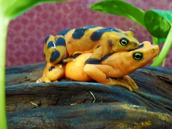 Mâle et femelle Atelopus zeteki en amplexus. | Blogue | Espace pour la vie