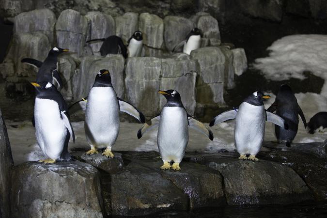 Manchots papous (Pygoscelis papua) | Blogue | Espace pour la vie