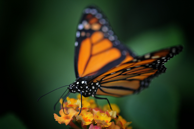 Monarque (Danaus plexippus) | Blogue | Espace pour la vie