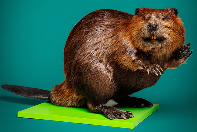 Castor du Canada (Castor canadensis) - Le castor transforme son habitat ...