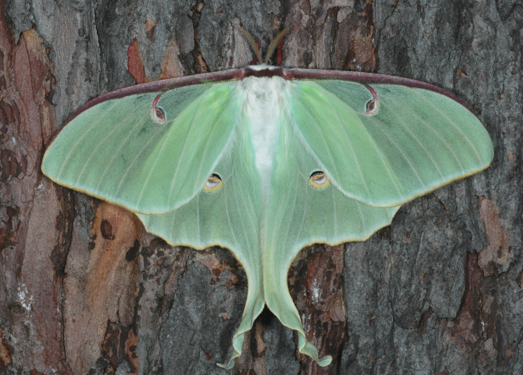 Papillon lune | Espace pour la vie