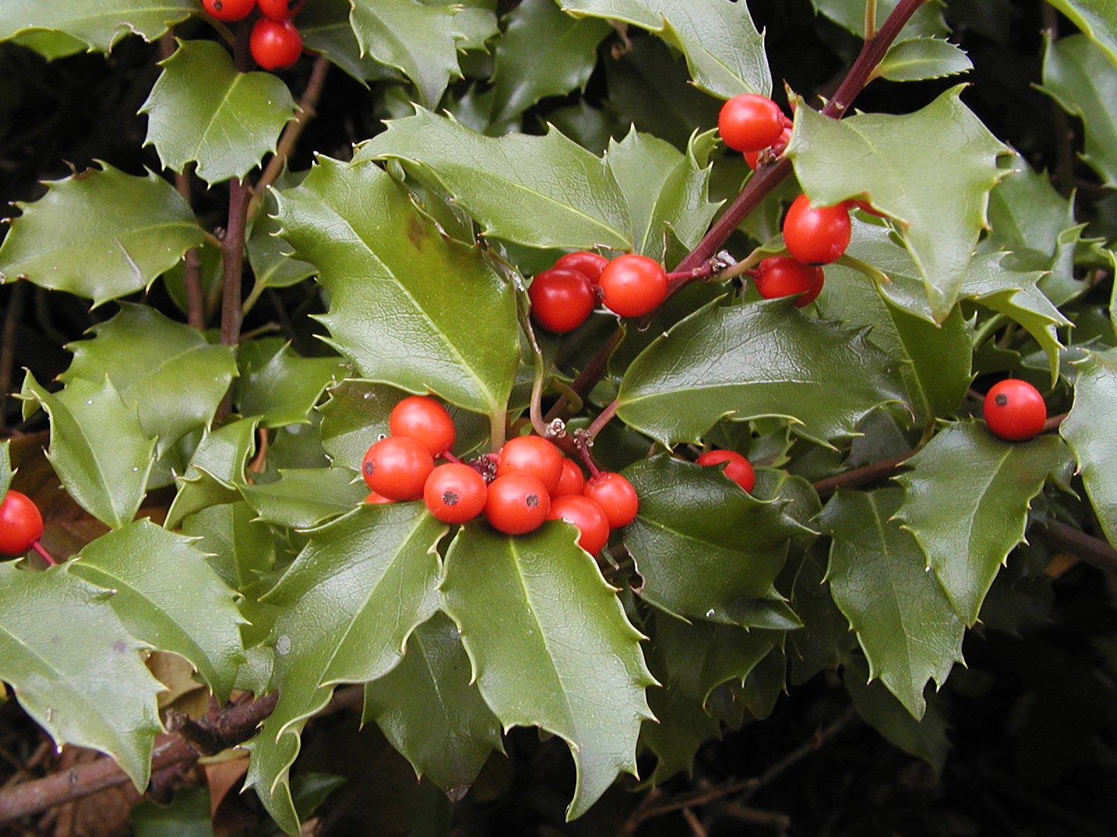 Le houx | Espace pour la vie