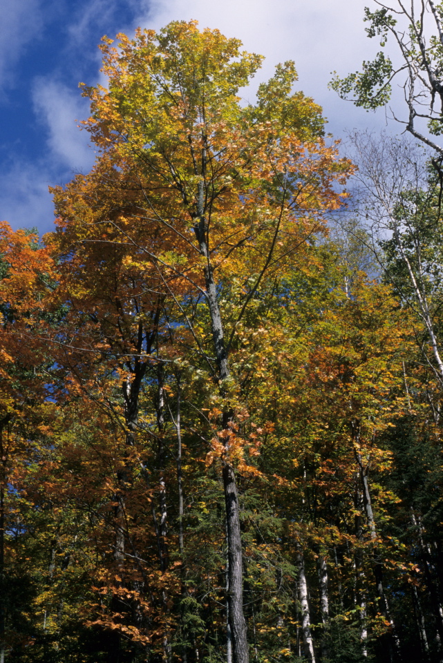 Sugar maple | Space for life