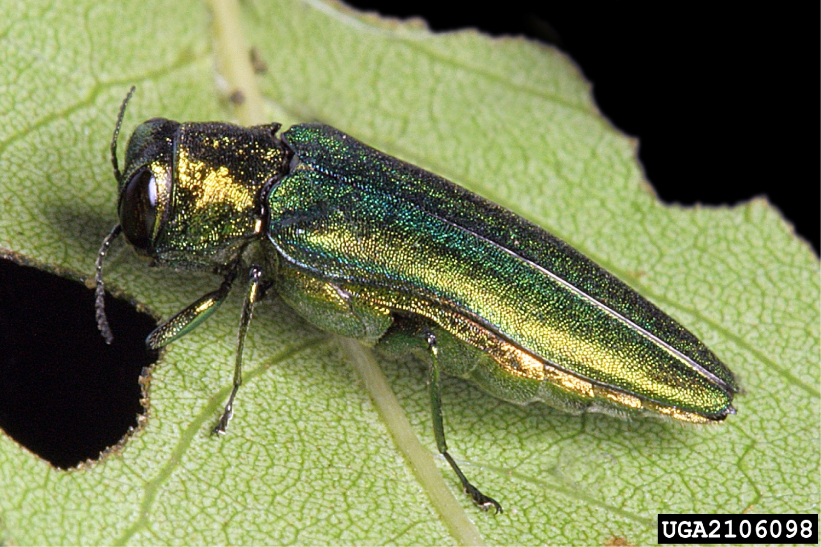 Invasive exotic insects | Space for life