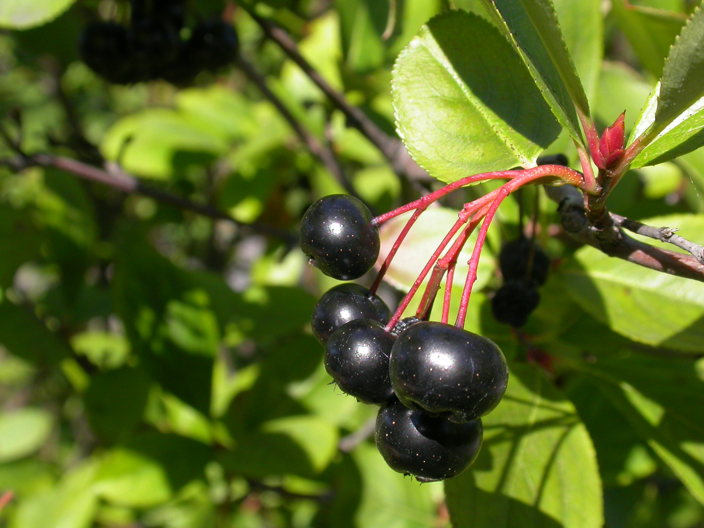 Aronie à fruits noirs | Espace pour la vie