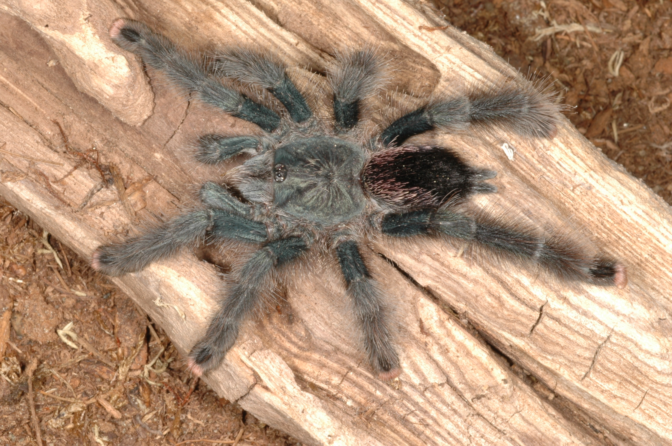 Classification of insects | Space for life