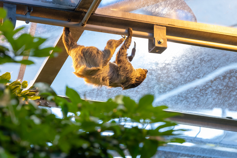 Plants and animals of the Biodôme | Space for life