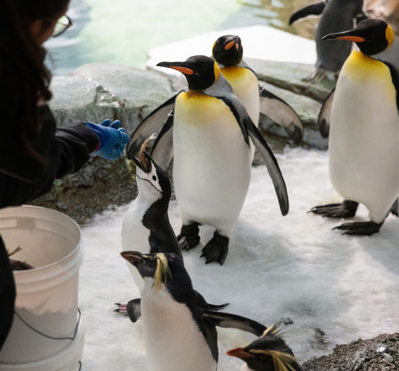 Animal welfare at the Biodôme | Space for life
