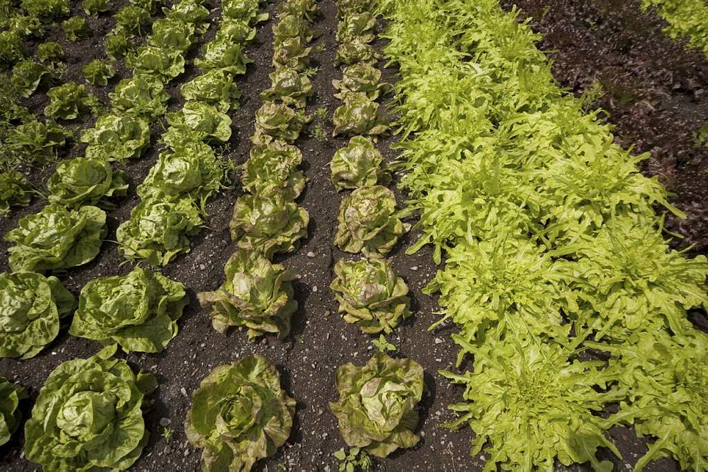 Emplacement, dimensions et planification d'un potager | Espace pour la vie