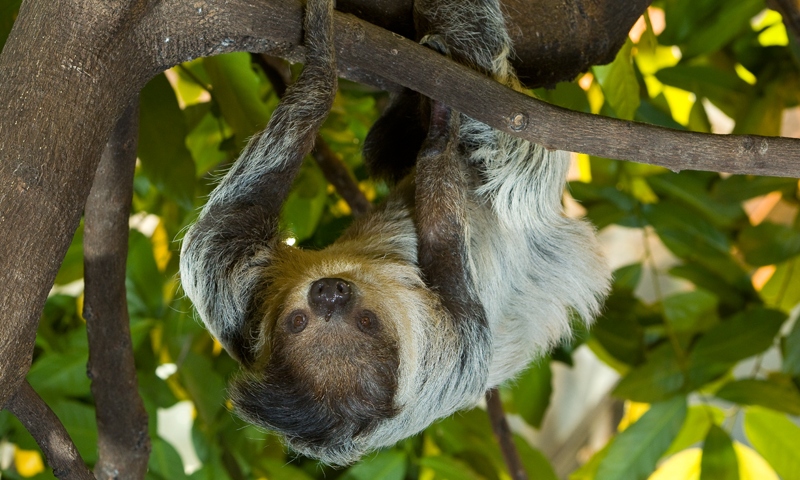 Paresseux à deux doigts | Espace pour la vie
