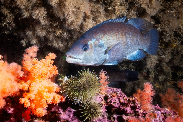 Cunner | Space for life