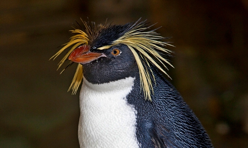 Moseley’s rockhopper penguin | Space for life
