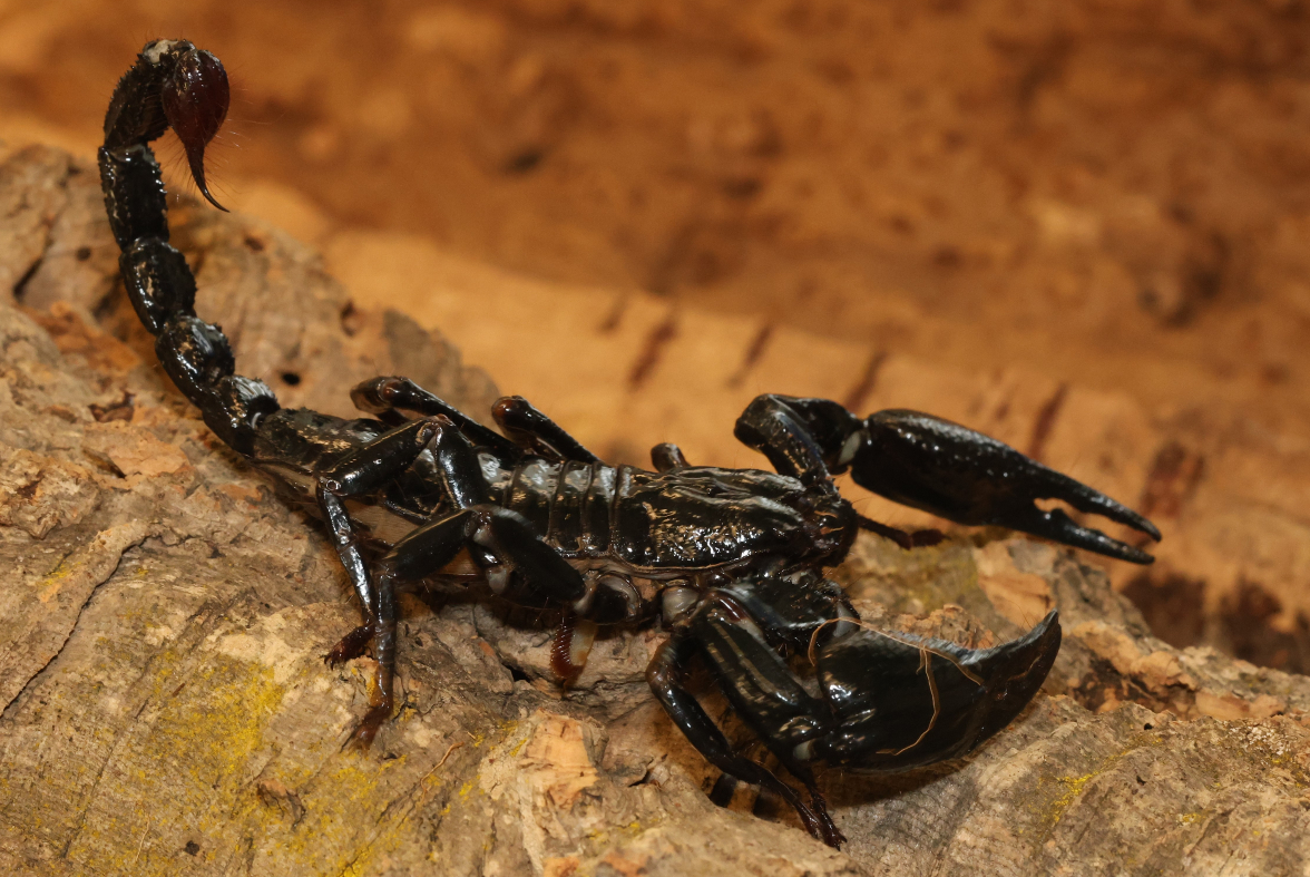 Giant blue scorpion | Space for life