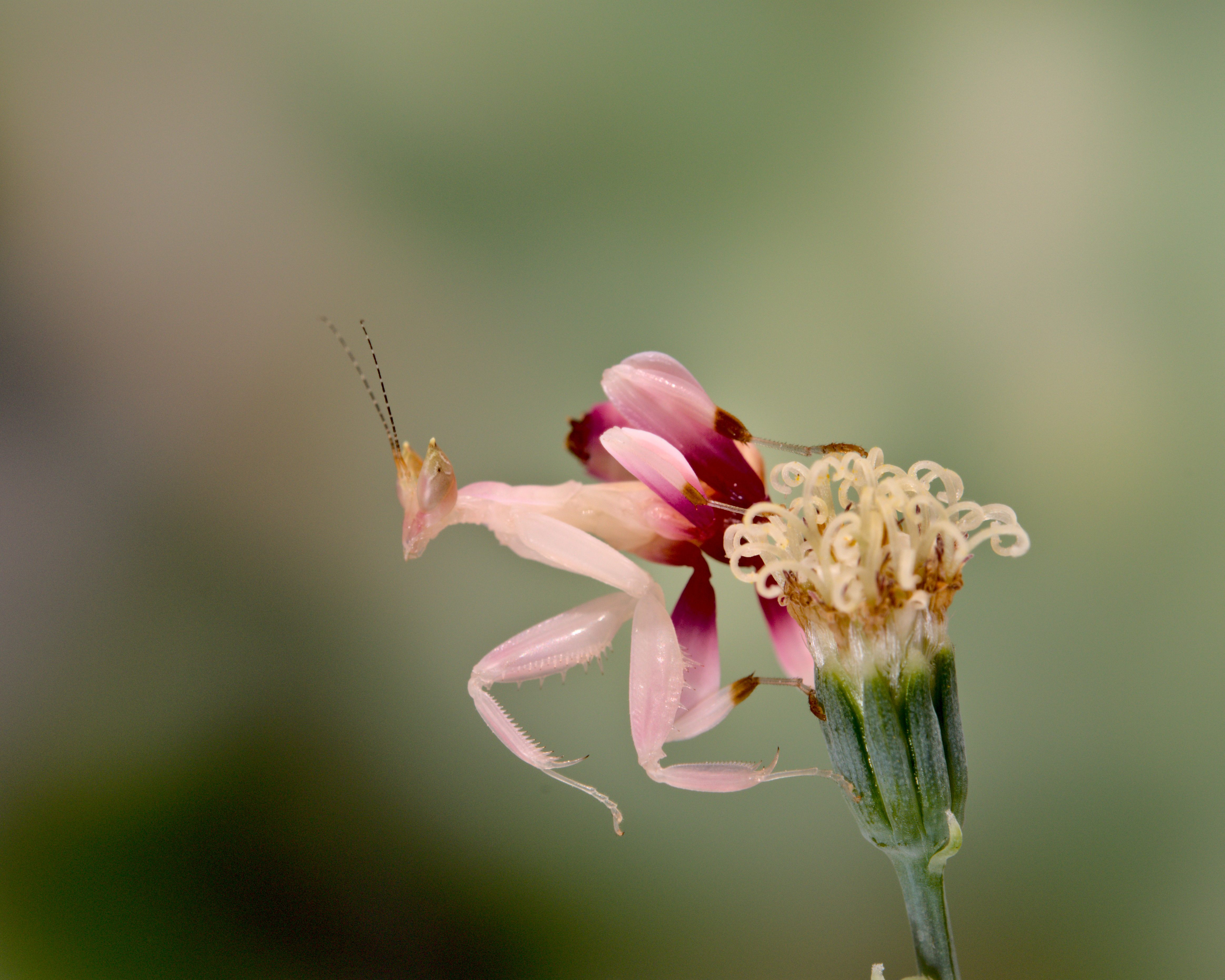 Orchid praying mantis | Space for life