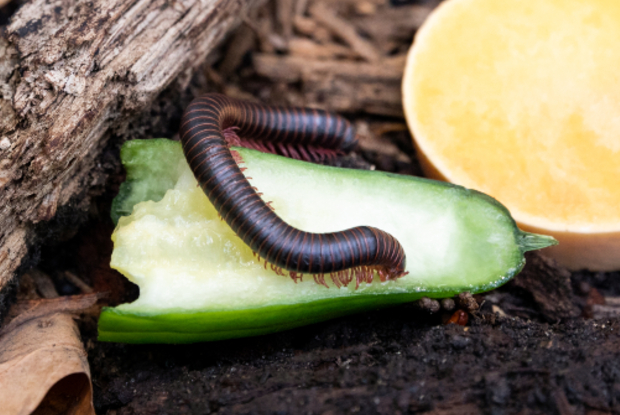 North American millipede | Space for life