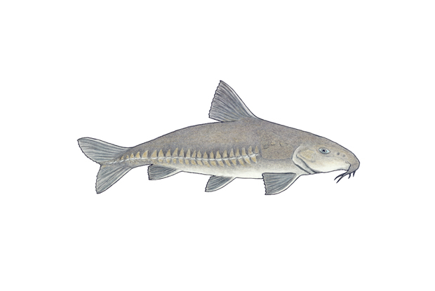 Ripsaw catfish | Space for life
