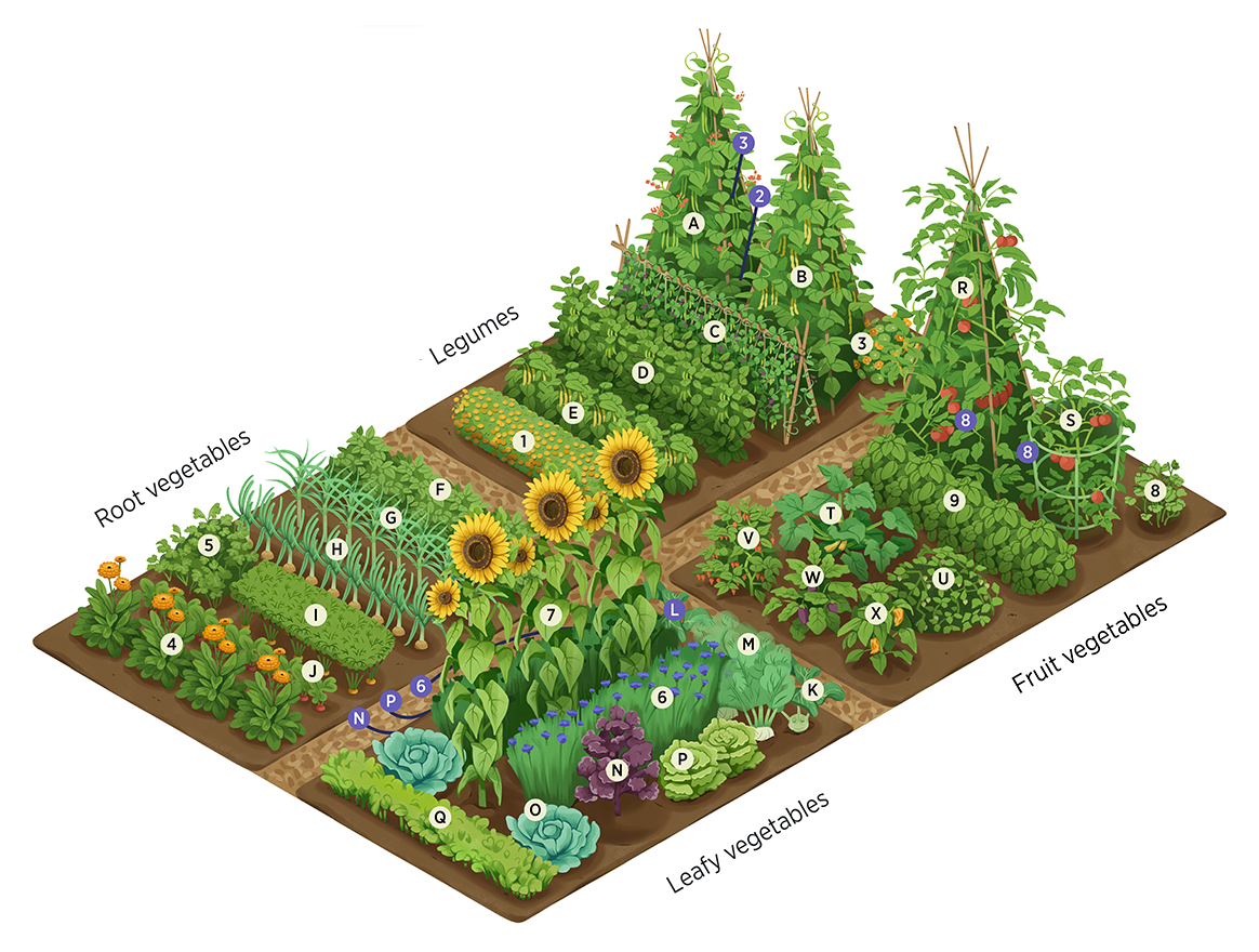 Potager Garden Dimensions