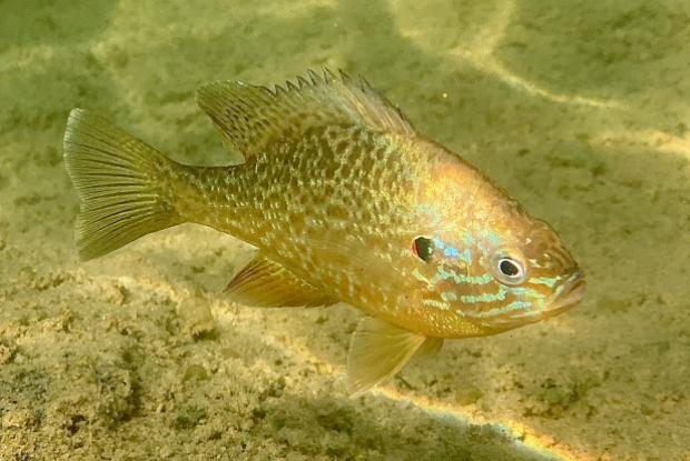 Crapet-soleil | Espace pour la vie