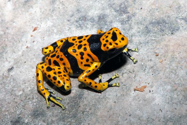 Les dendrobates | Espace pour la vie