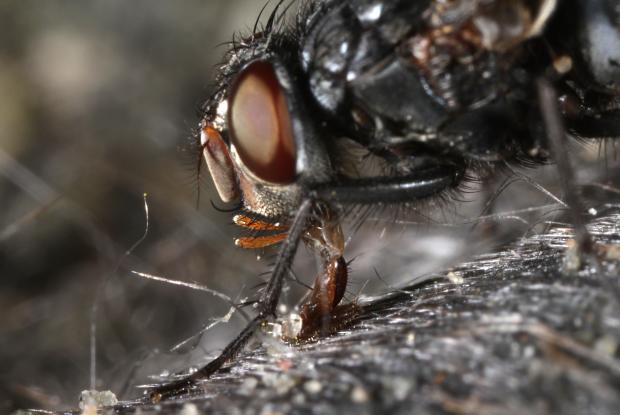 Insect feeding methods | Space for life