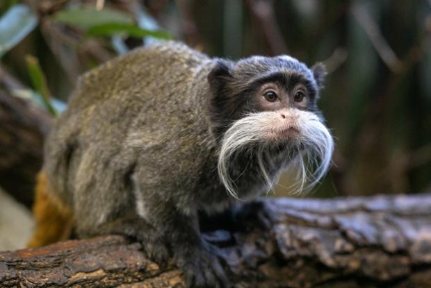Emperor tamarin | Space for life