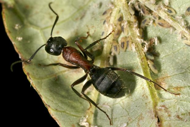 Ants | Space for life
