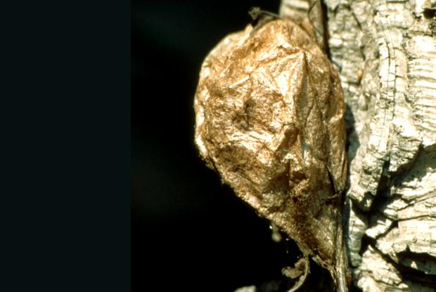 Saturnie cécropia | Espace pour la vie