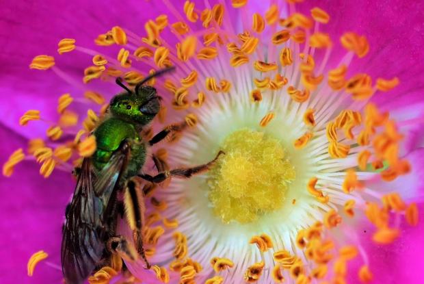 Halicte vert | Espace pour la vie