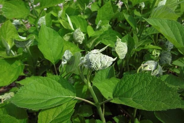 Hydrangea Leaf-tier | Space for life