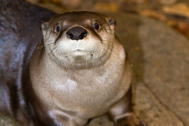 Loutre de rivière | Espace pour la vie