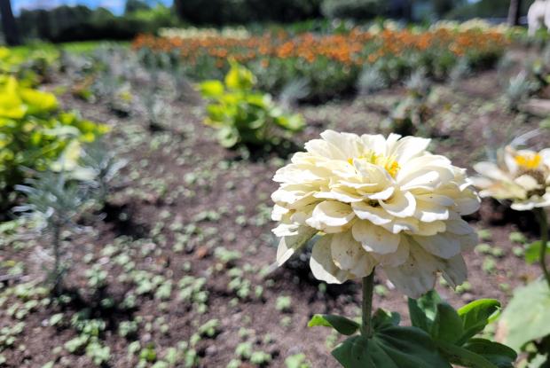 Jardin au Parc Beaubien | Space for life