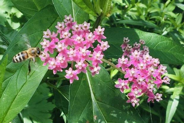 Wáhta, jardins des érables (ou Jardins Wáhta) | Espace pour la vie