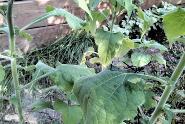 Oasis de paix | Space for life