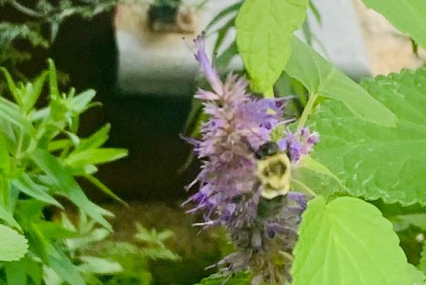 Le lopin d’Otto et León | Espace pour la vie