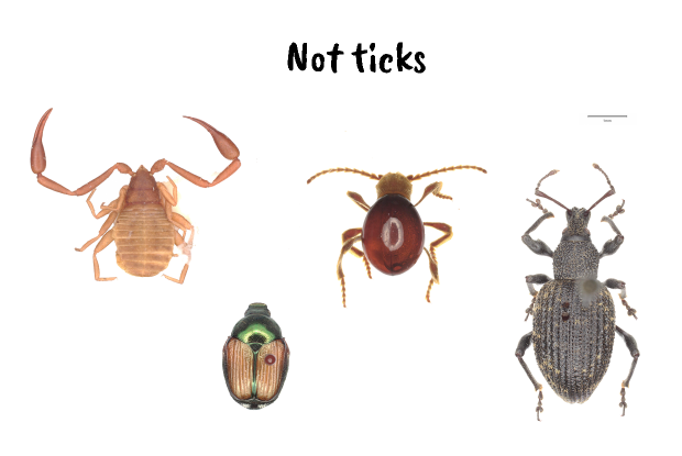How to identify ticks | Space for life