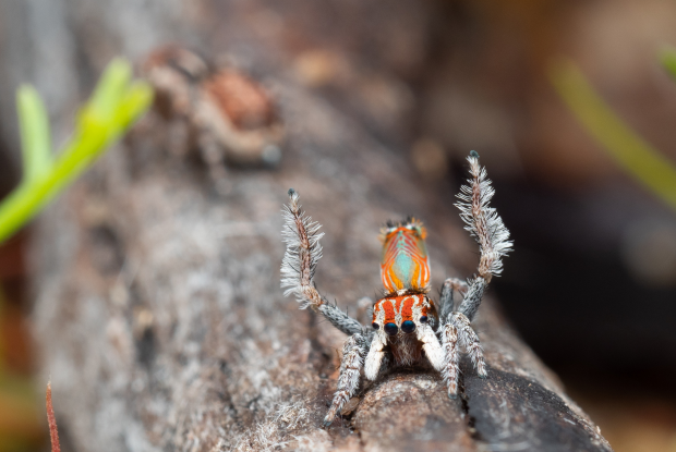 Spiders on the line | Space for life