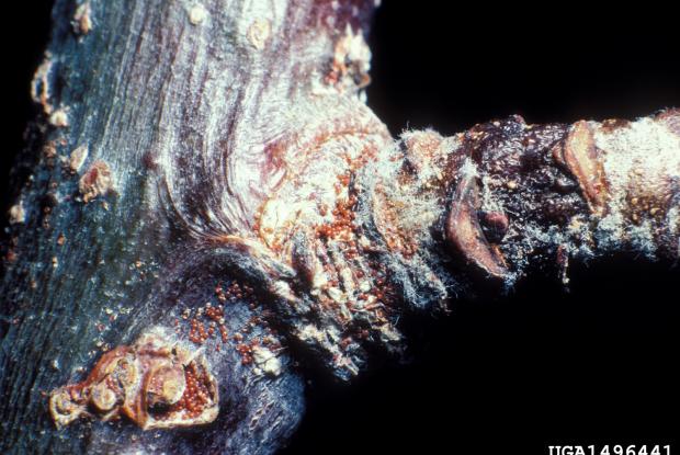 Tétranyque rouge | Espace pour la vie