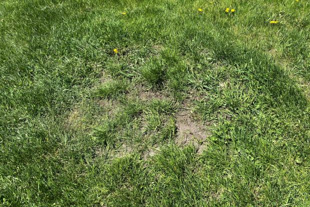 Sparse lawn and weeds | Space for life