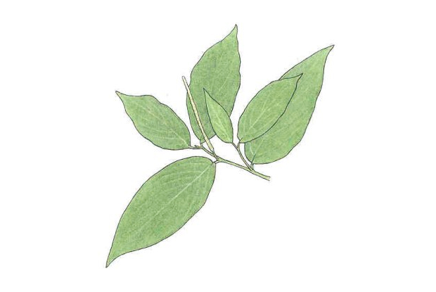 Piper hispidum | Espace pour la vie