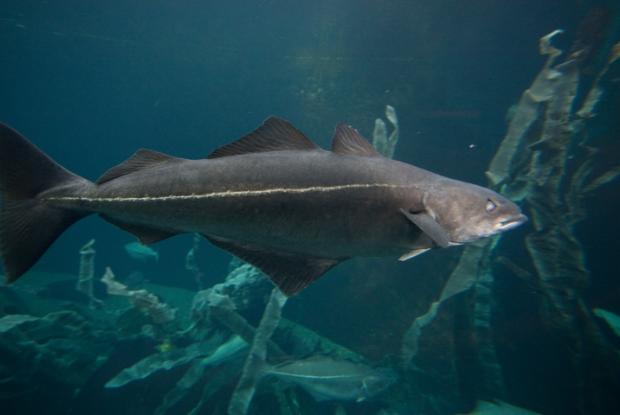 Fabrication du goberge