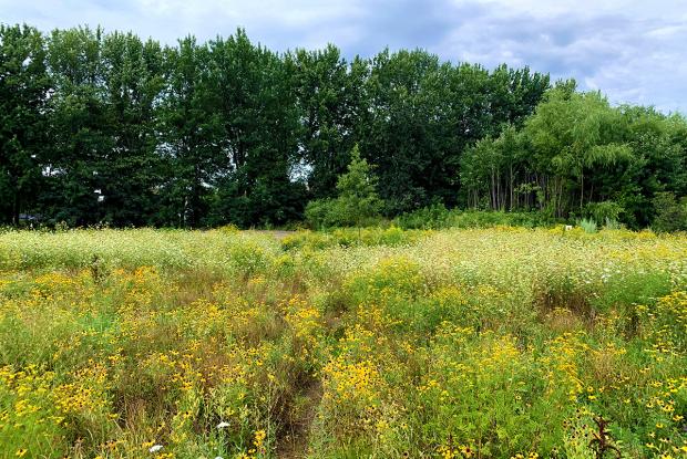 Le projet Second souffle | Espace pour la vie